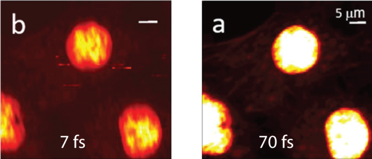 d-micro - Highly improve multi-photon microscopy with femtosecond laser